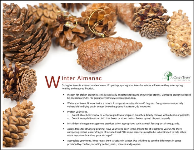 How to Winterize Your Trees