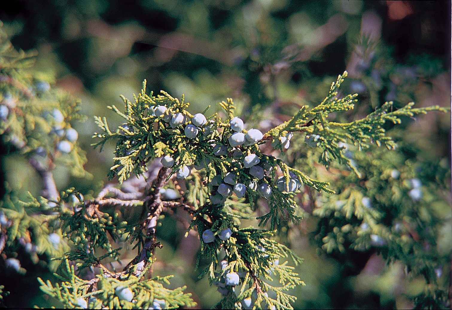 NASA Meets Public Health on the Juniper Pollen Project