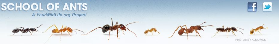 Citizen Science in the Classroom: School of Ants