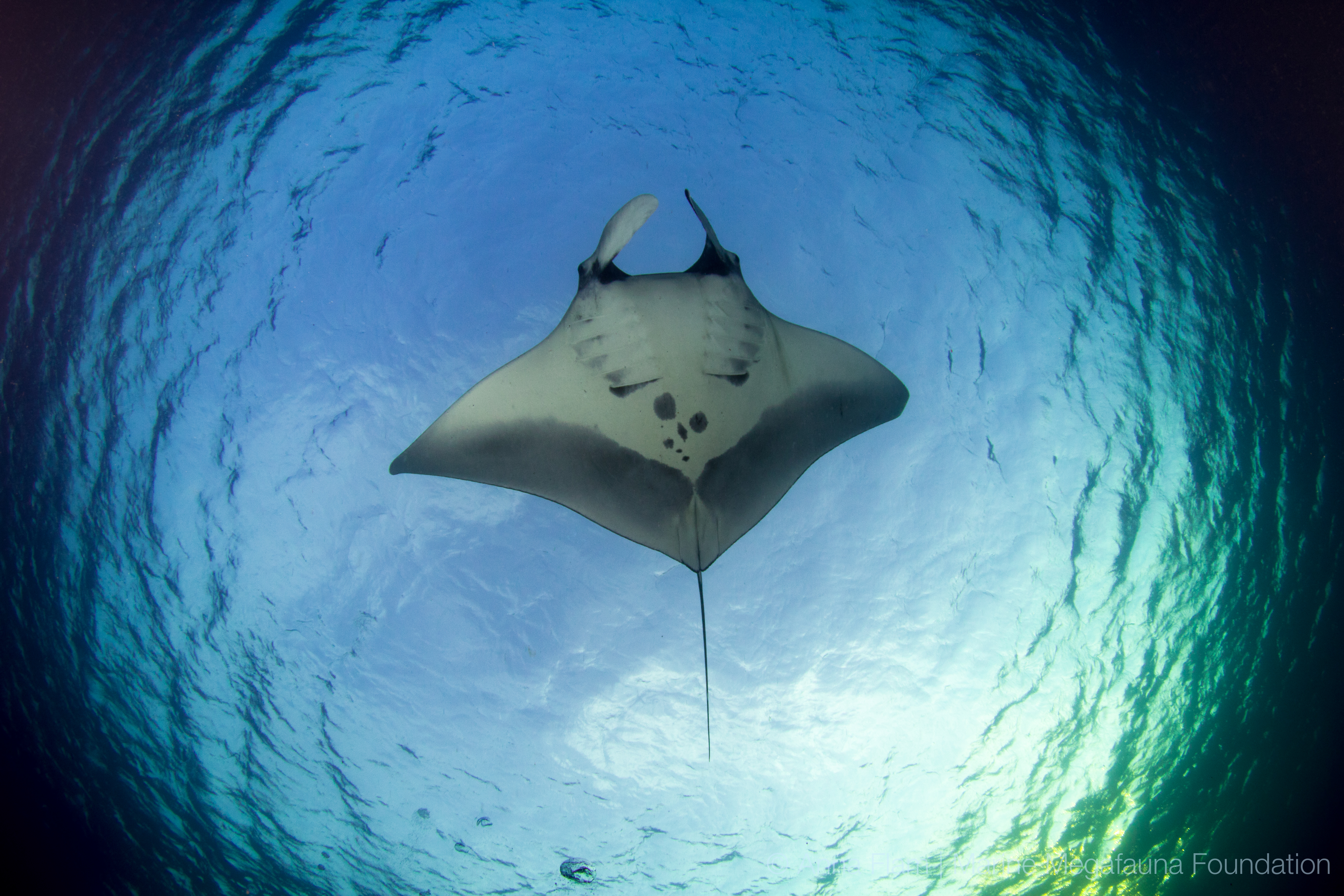 Citizen Scientists Diving to Study The Mystery of Manta Rays