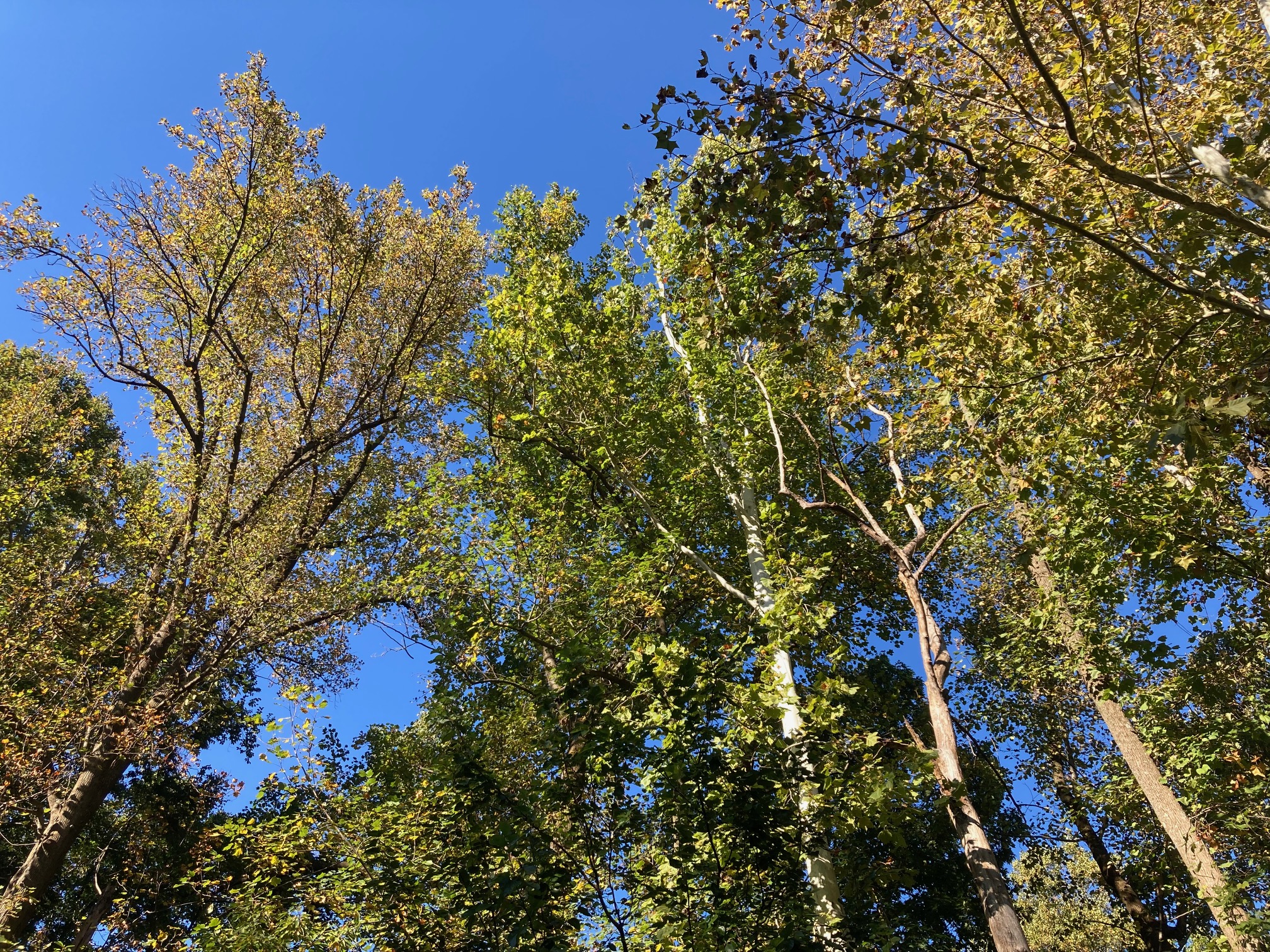 Join Citizen Science Efforts to Preserve Our Forests